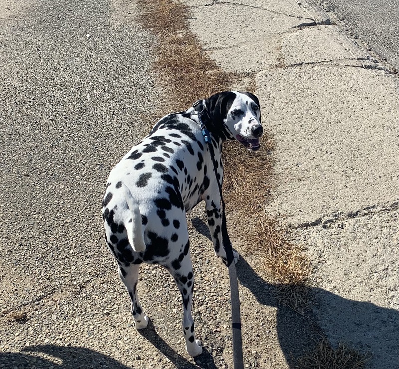 How can smoke in the air effect your pets? - WestCentralOnline: West Central Saskatchewan's ...